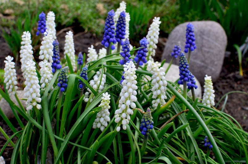 Muskara Flowers Stock Photos - Free & Royalty-Free Stock Photos from ...