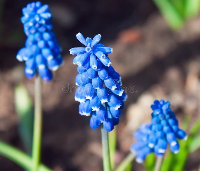 Muskari stock photo. Image of branch, blossom, festive - 26861798