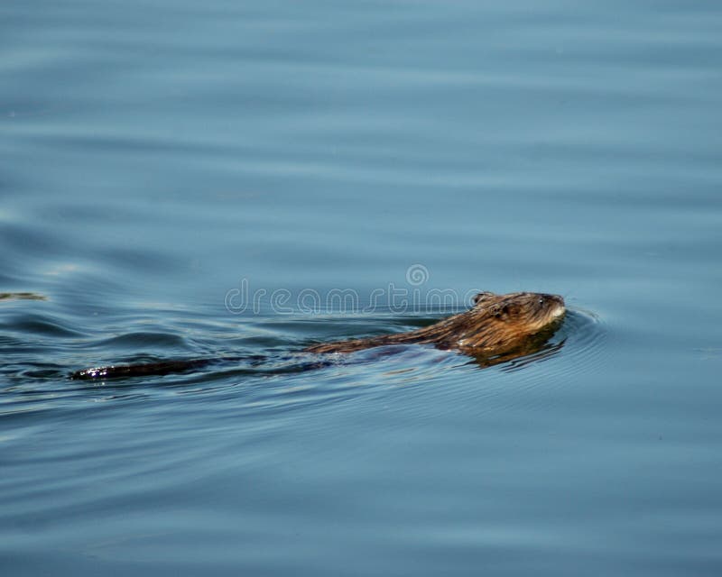 Muskat stock image. Image of river, rodent, vegetatarian - 385115
