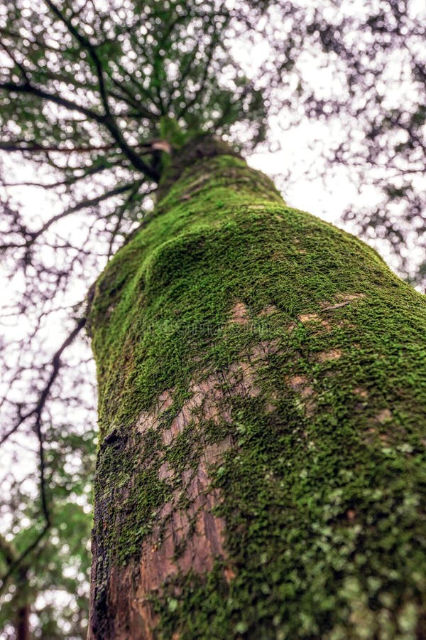Muskatnuss-Baum jadikka stockbild. Bild von klasse, boden - 121558681