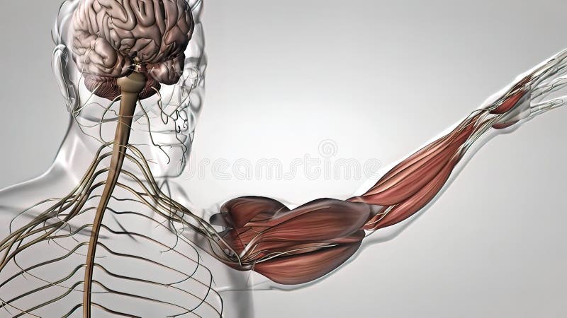 Muskel Und Nervensystem Im Arm Stock Abbildung - Illustration von ...