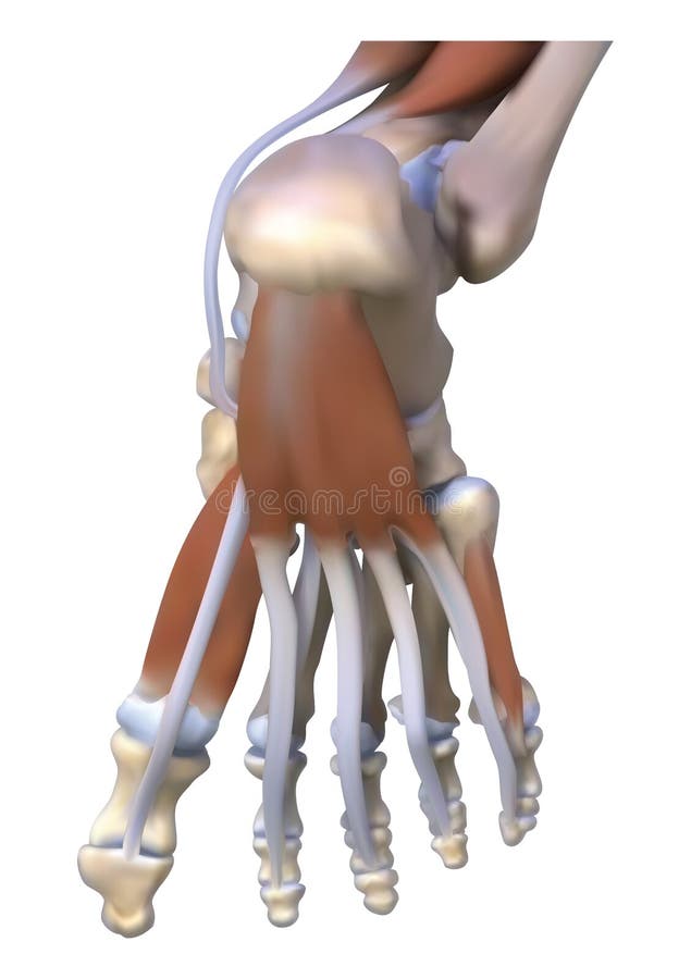 Anatomi av fotbenet stock illustrationer. Illustration av diagram ...