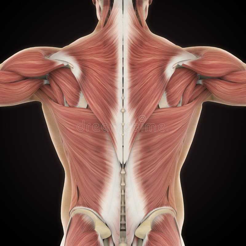 Muskeln Der Hinteren Anatomie Stock Abbildung - Illustration von ...