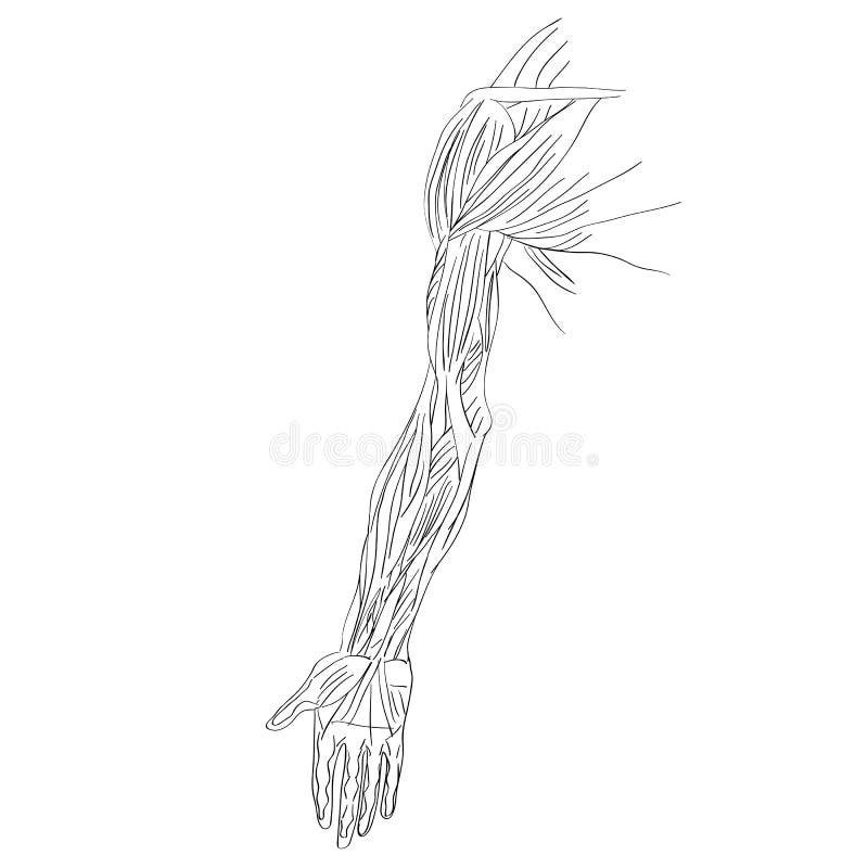 Muskler av armen vektor illustrationer. Illustration av fysiskt - 75236086