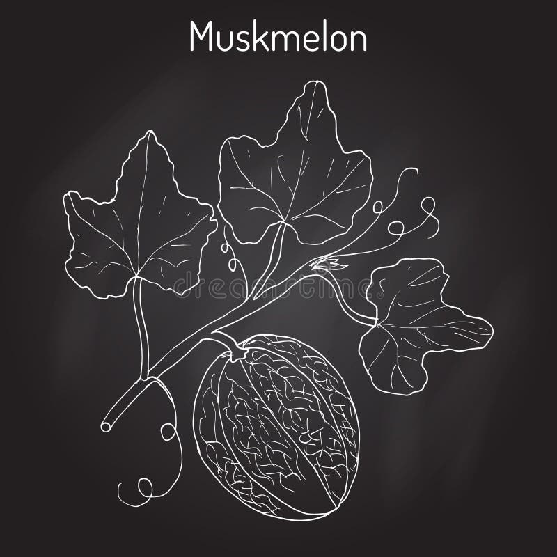 Cucumis Stock Illustrations – 490 Cucumis Stock Illustrations, Vectors ...