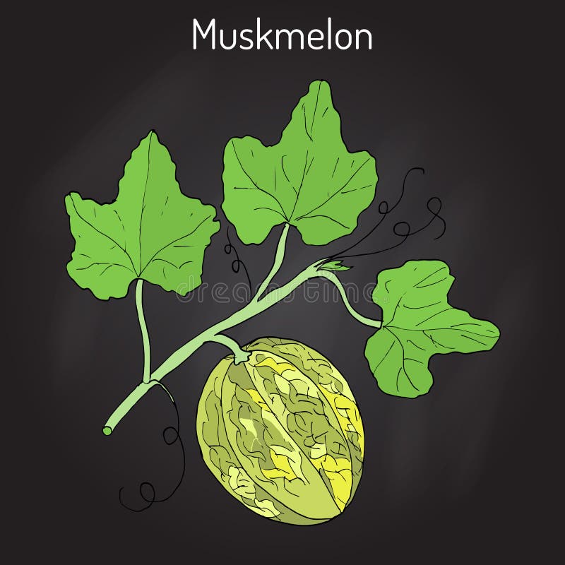 Muskmelon or Cucumis melo. stock vector. Illustration of health - 88785538
