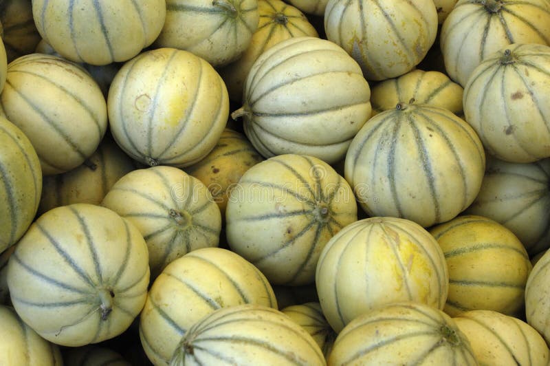 The muskmelons stock photo. Image of melon, detail, yellow - 12561018