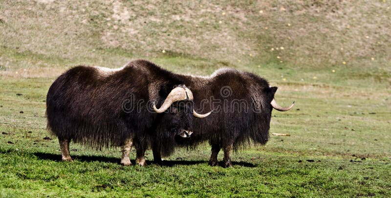 Musk ox running stock image. Image of hoofed, muskox - 127379289