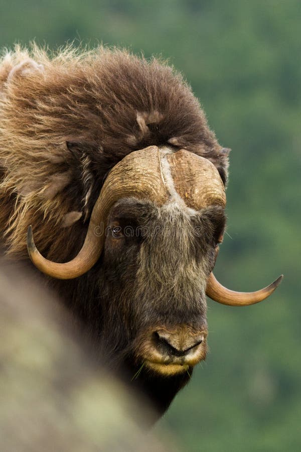 Giant musk ox stock image. Image of mammal, angry, outdoors - 12152303