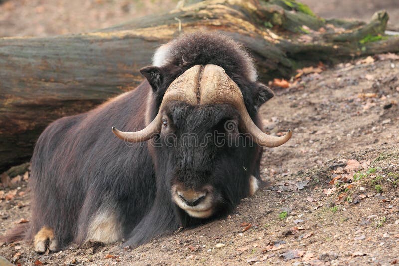 Muskox stock image. Image of wild, nature, animal, mammal - 16317257