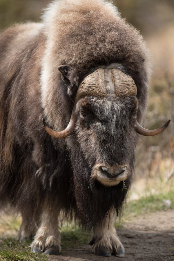 Musk Ox stock photo. Image of national, wildlife, artiodactyla - 15092502