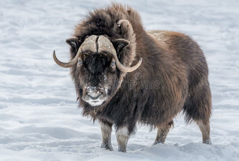 Muskox stock image. Image of frost, cold, animal, hoofed - 14115637