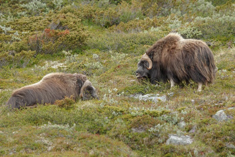 Ochse Des Moschus Zwei in Norwegens Nationalpark Dovrefjell Stockbild ...