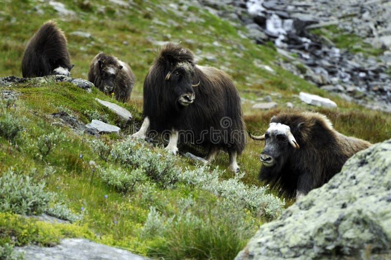 Muskoxen in countryside stock image. Image of mammals - 6388025