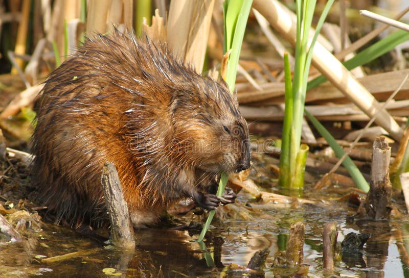 Muskrat mom and baby stock image. Image of wildlife, mammal - 9050713