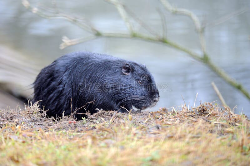 Muskrat stock image. Image of ondatra, muskrat, young - 22998885