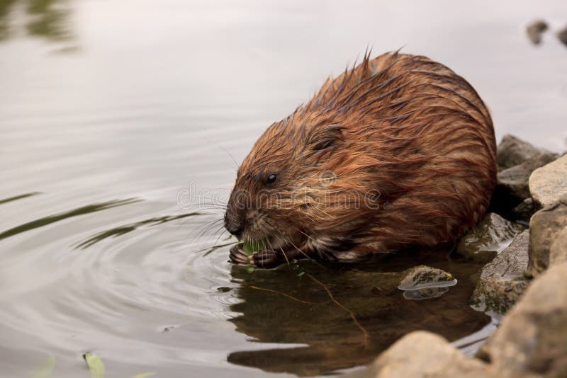 Muskrat stock image. Image of small, refuge, reflection - 25941019