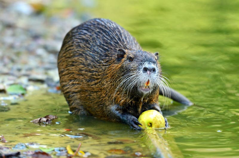 Muskrat stock image. Image of cute, brown, furry, marsh - 33744437