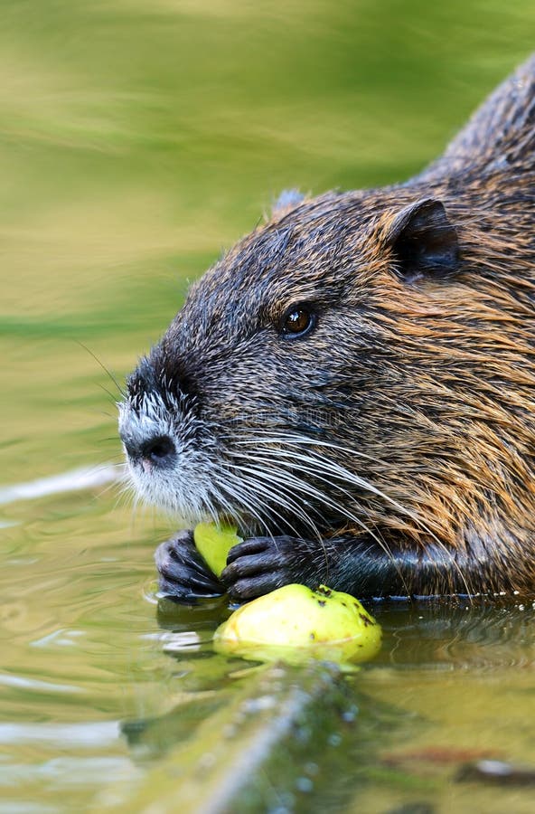 Muskrat stock image. Image of cute, brown, furry, marsh - 33744437