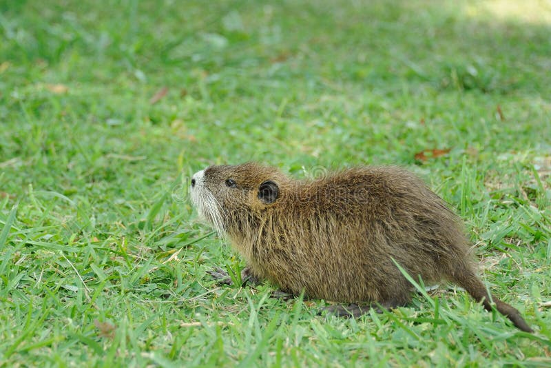Muskrat foto de archivo. Imagen de shaggy, cubo, salvaje - 47143028