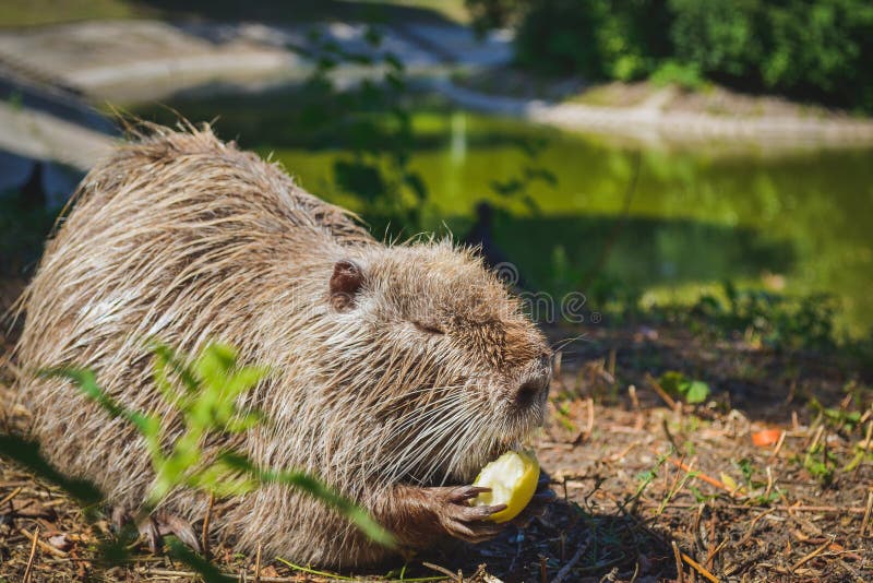 Muskrat eating an apple stock photo. Image of eating - 60461668