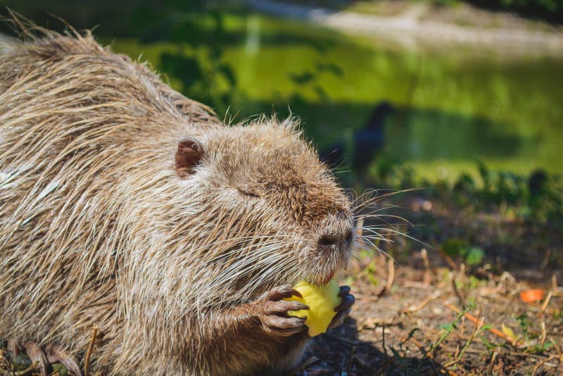 Muskrat eating an apple stock photo. Image of lake, green - 60461692