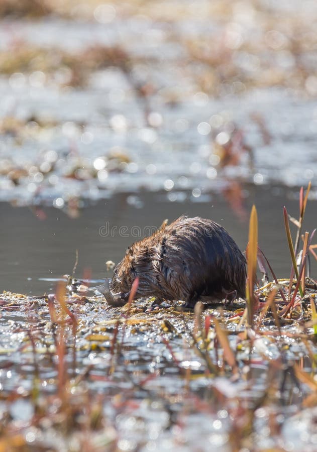 Muskrat eating fish stock image. Image of water, muskrat - 97082805