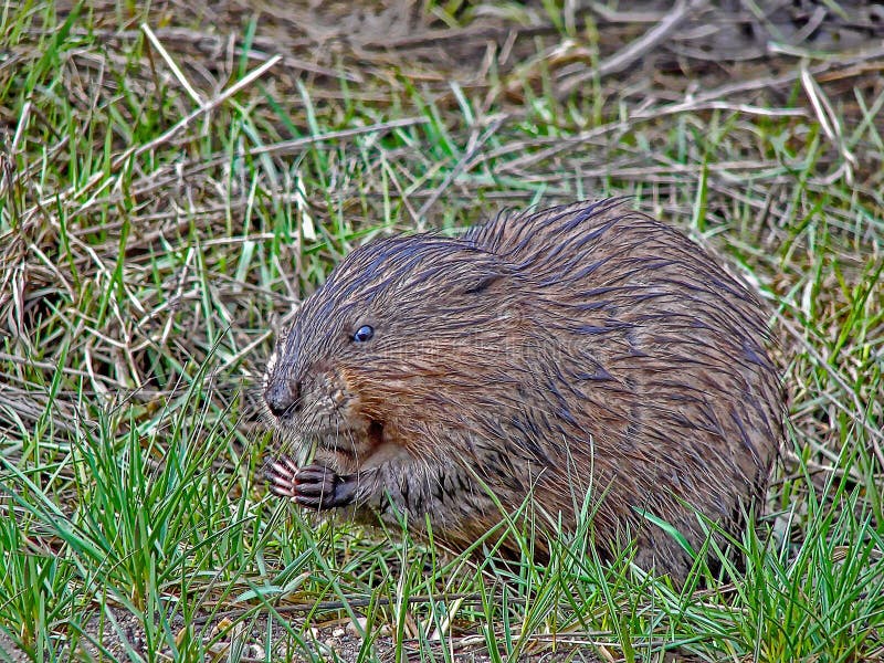 Muskrat eating grass stock image. Image of season, foliage - 38106179