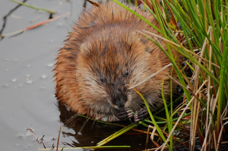 Muskrat Eating Grass in a Swamp Stock Image - Image of water, wetland ...