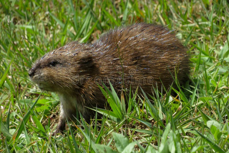 Muskrat stock image. Image of nature, green, eating - 273776723