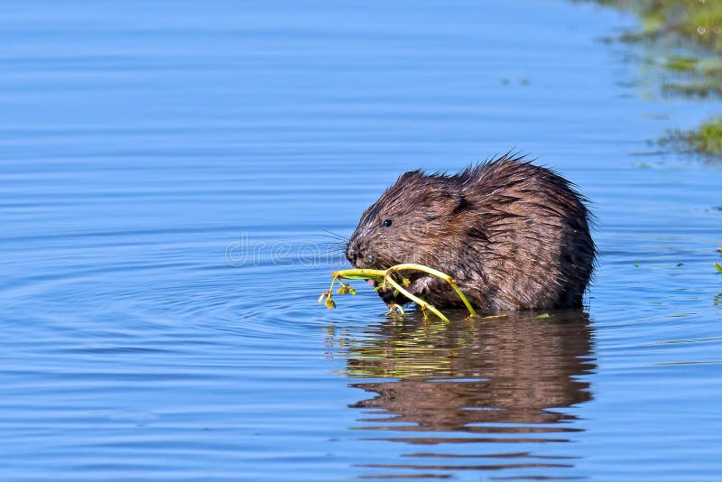 Muskrat stock image. Image of feeding, ondatra, zibethicus - 32917359