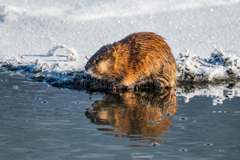 Muskrat on Edge of Pond stock image. Image of center - 275002267