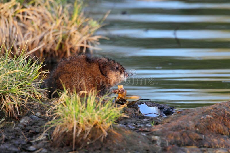 Muskrat Feeding stock photo. Image of water, alaska, wildlife - 22430622