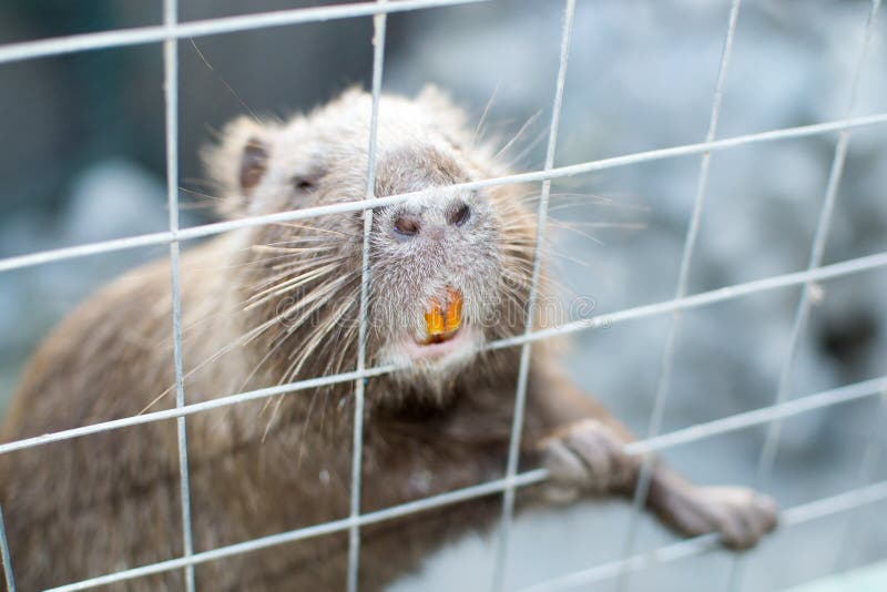 Muskrat Ondatra Zibethica in Captivity Stock Photo - Image of furry ...