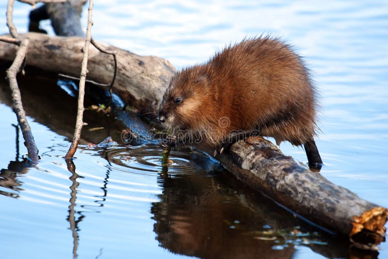 Muskrat mom and baby stock image. Image of wildlife, mammal - 9050713