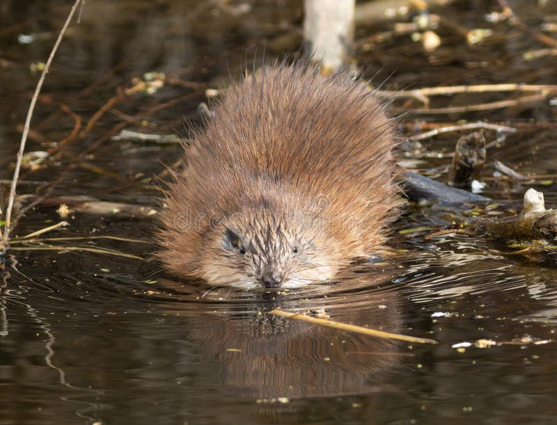 Muskrat Ondatra Zibethicus Animal Floating Down River Stock Photos ...