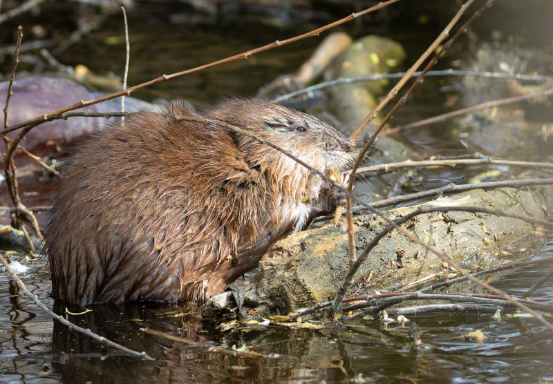 Muskrat, Ondatra Zibethicus. the Animal Sits on the Trunk of a Fallen ...