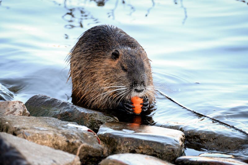 The Muskrat (Ondatra Zibethicus) Stock Image - Image of mammal, gold ...