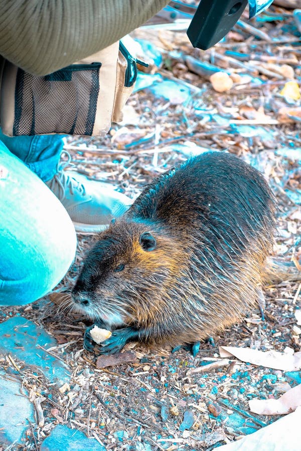 The Muskrat (Ondatra Zibethicus) Stock Photo - Image of ondatra, coupu ...