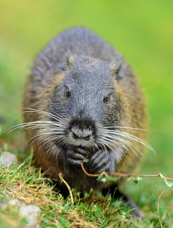 554 White Muskrat Stock Photos - Free & Royalty-Free Stock Photos from ...