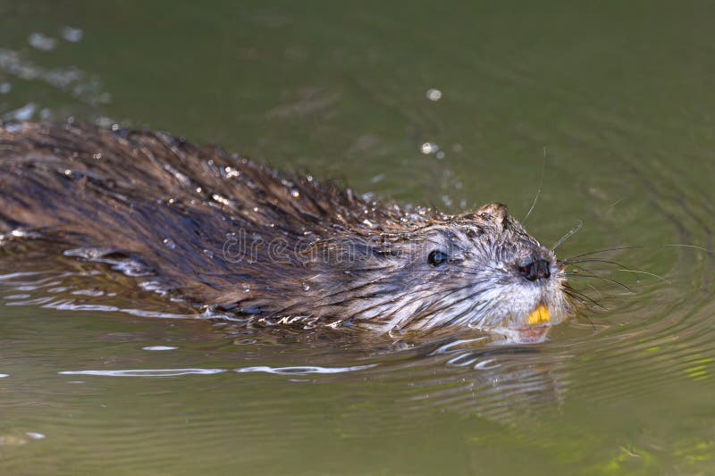 Muskrat Swimming in a River Stock Photo - Image of rodent, wild: 278130270