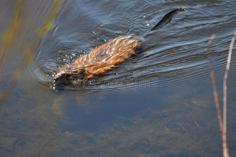 Muskrat at the pond stock photo. Image of reflection - 116199008