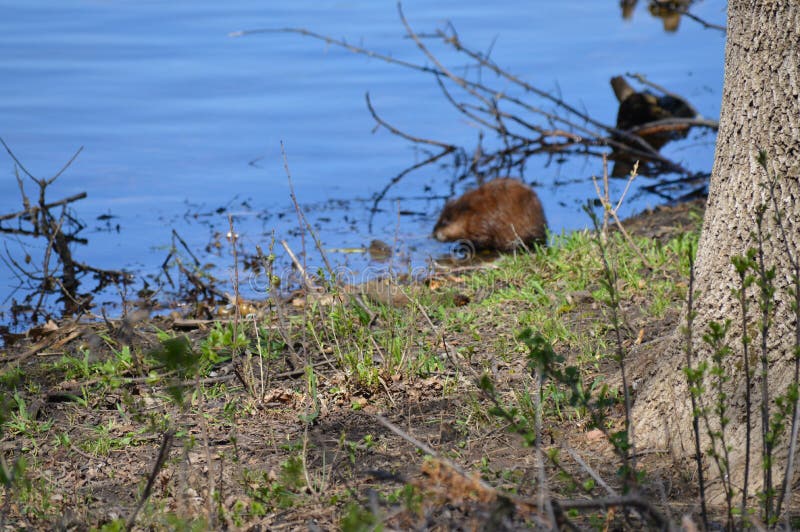 Muskrat at the pond stock photo. Image of face, brown - 116198950