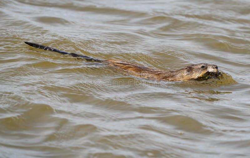 Muskrat in Pond stock image. Image of lake, nature, rodent - 223438069