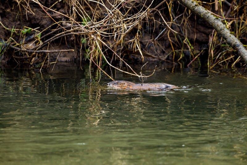 Muskrat in a river stock photo. Image of rodent, furry - 243614930