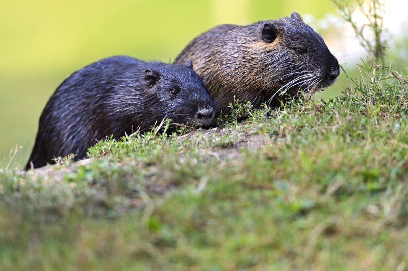 Muskrat stock image. Image of cute, brown, furry, marsh - 33744437
