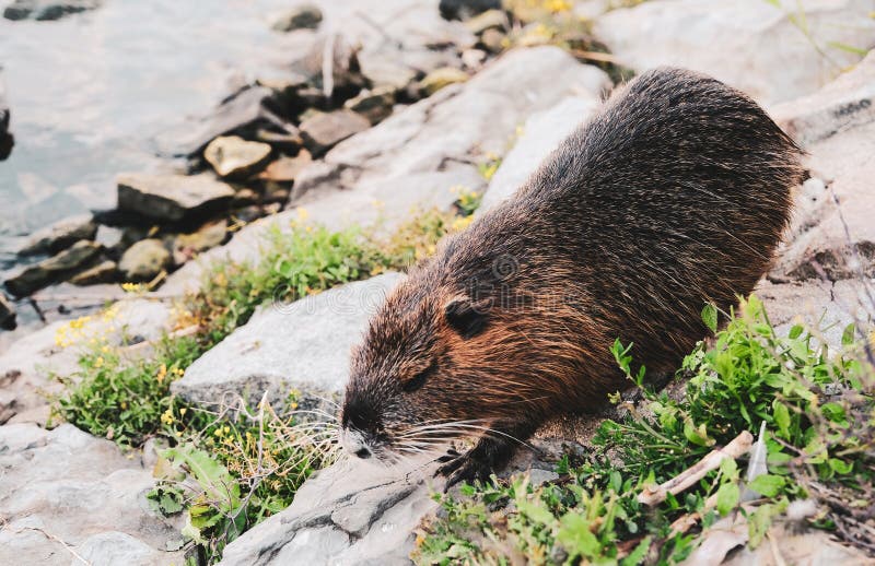 Muskrat with River Bounty stock photo. Image of muskrat - 28116474