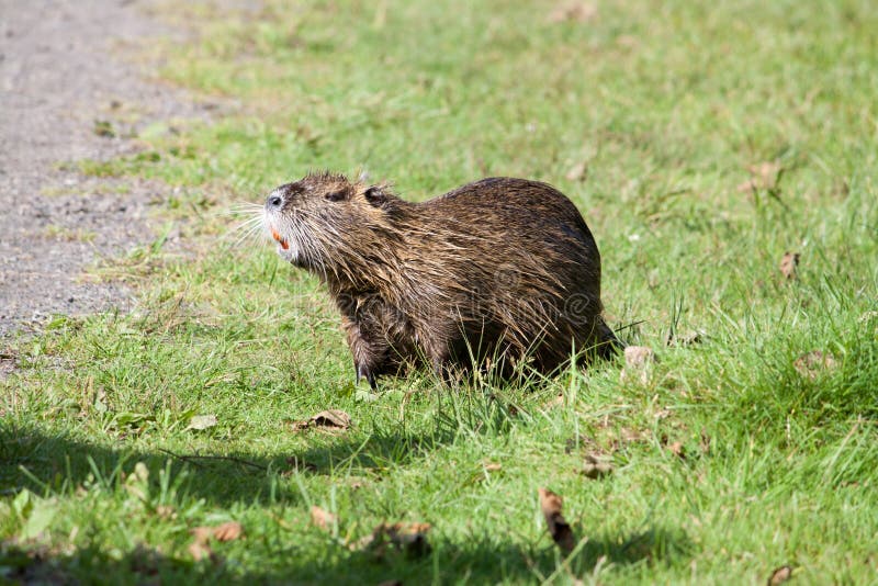 Muskrat sitting on grass stock photo. Image of pond - 100919778
