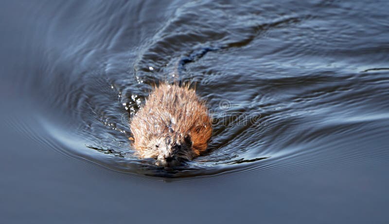 Muskrat Swimming Canada stock photo. Image of swim, young - 269773552