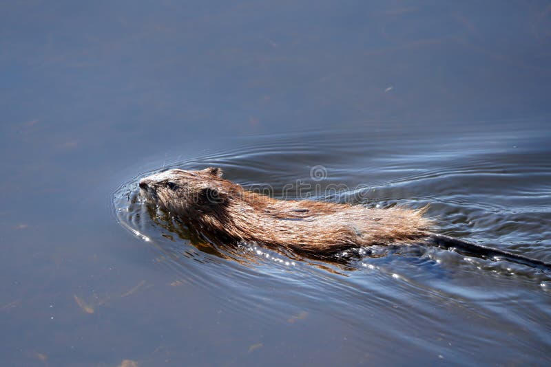 Muskrat Swimming Canada stock photo. Image of brown - 269773556